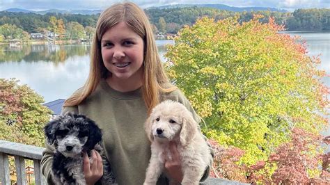 Cavapoo Shedding What To Expect And How To Manage It