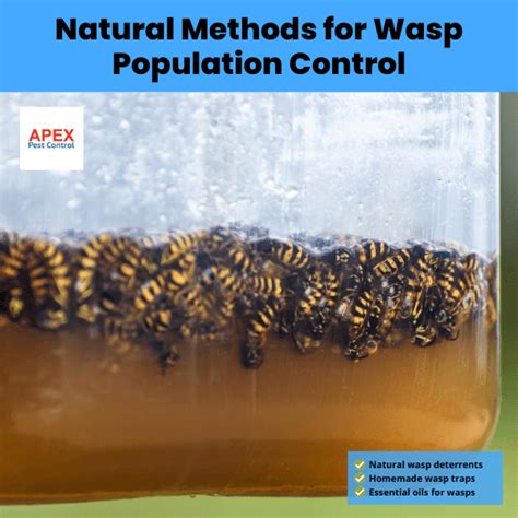 Effective Wasp Population Control Services Safe And Reliable Solutions