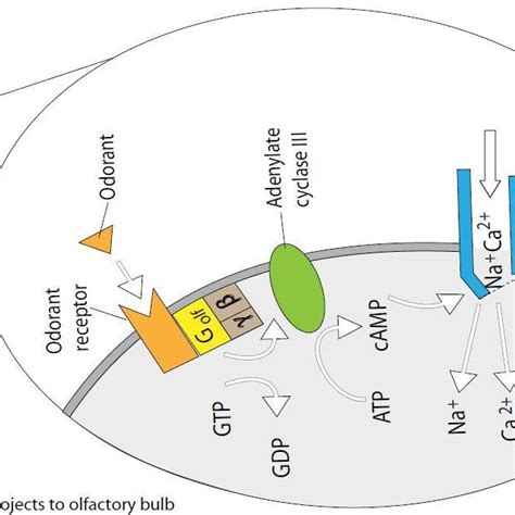 Numbers Of Olfactory Receptor Genes In Different Species The Green And