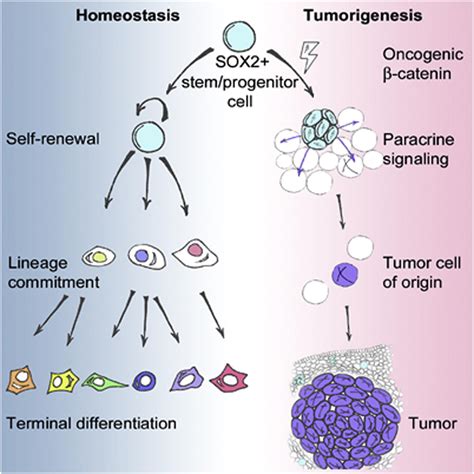 Sox2 Stemprogenitor Cells In The Adult Mouse Pituitary Support Organ