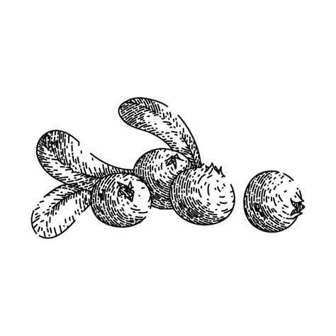 Lingon Vectors And Illustrations For Free Download Freepik