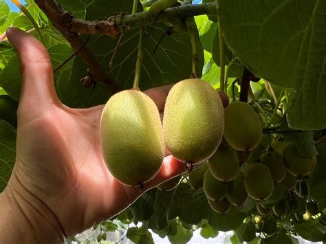 Pascal Horticulture Pascal Horticulture Limited Nz