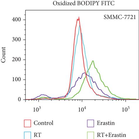 A Combination Of Rt And Ferroptosis Inducer Promotes Ferroptotic Cell