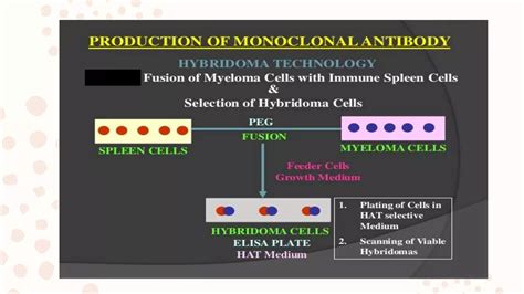 Cell Cell Hybridization Or Somatic Cell Hybridization Pptx