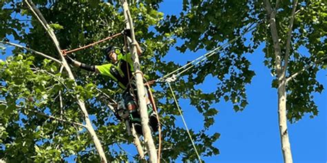 Understanding Tree Cabling And Bracing Techniques