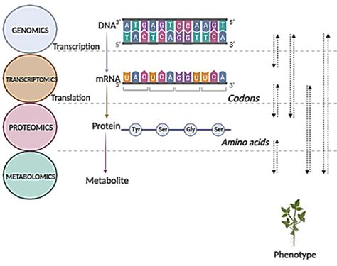 A Systems Biology Perspective On The Biological Information Pipeline