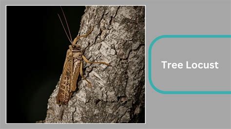 12 Types Of Locust Identification Habitat Behavior And Lifecycle