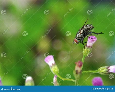 The Tiny Fly On The Flowers Stock Image Image Of Petal Flower 294914919