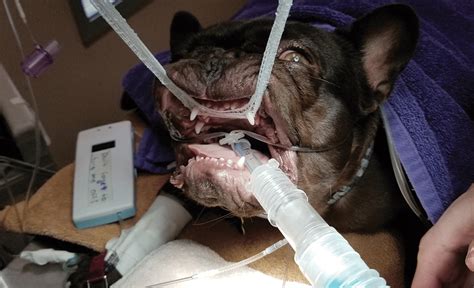 Anesthesia And Analgesia In Brachycephalic Dogs