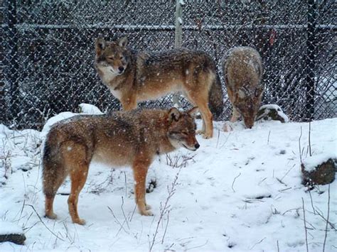 Meet The Coywolf North Americas Beautiful New Coyote Wolf Hybrid