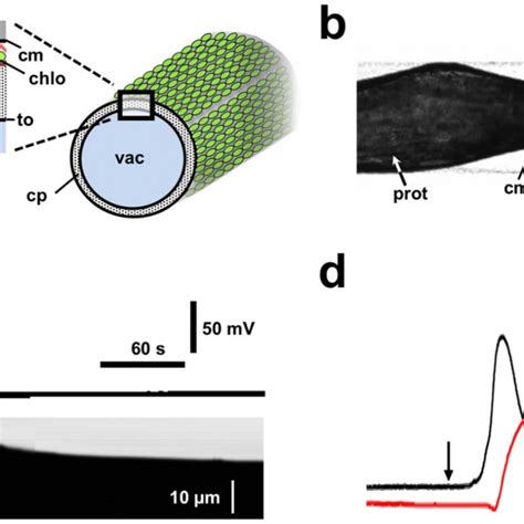 Cell Surface Deflection During An Action Potential Ap A In Chara