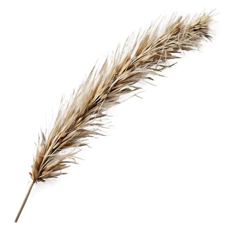 Download Autumn Brown Grass Png 04292024