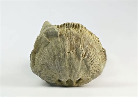 Ancient Brachiopods Were Evolving New Shell Shapes After The End