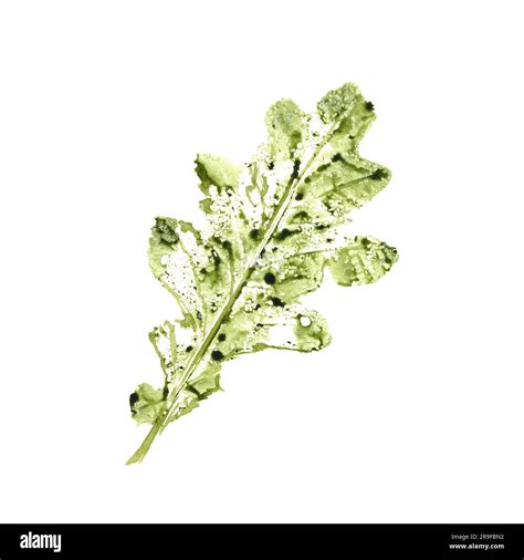 Green Oak Leaf Imprint Isolated On White Background Natural Texture