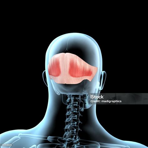 3d Illustration Of The Occipital Muscles Anatomical Position On Xray