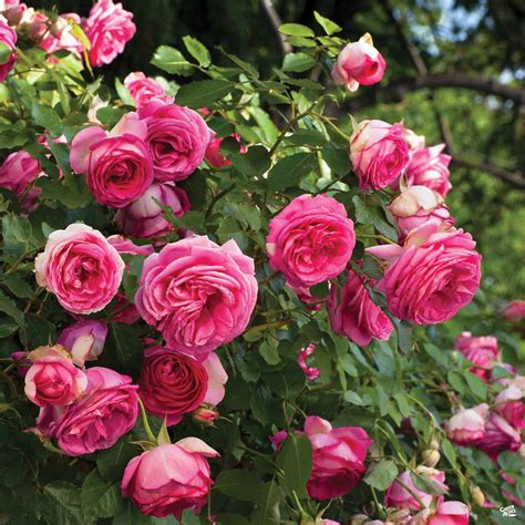 Pretty In Pink Eden® Climbing Rose Bareroot — Green Acres Nursery And Supply