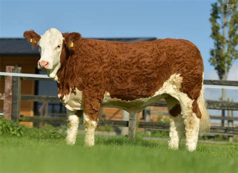 Coose Jericho P İthal Boğa Sperması