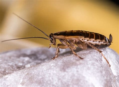 Pest Control Durban Verminator Pest Control Quick Safe And Easy