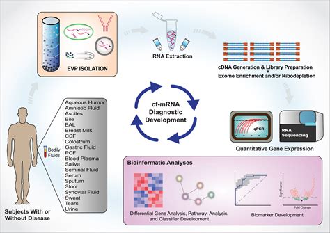 Decoding Bioactive Signals Of The Rna Secretome The Cell Free