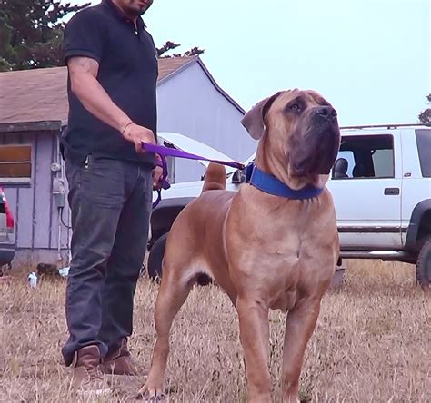 Alpine Lion Boerboels