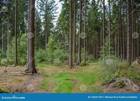 Forest Trees Grass Path Tree Trunks Of Pine Trees Stock Image Image