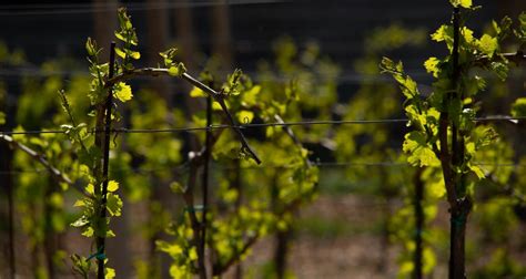 Thank You For Your Order Vina Juričić Vina Juričić