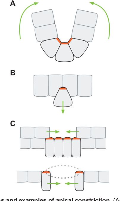 Structure Of Apical Axillary Lymph Node Semantic Scholar