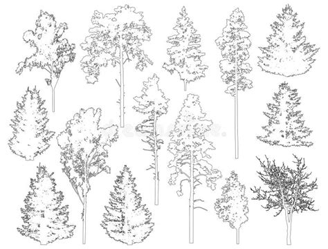 Section Elevation Drawing Trees Tree Elevation Stock Illustrations