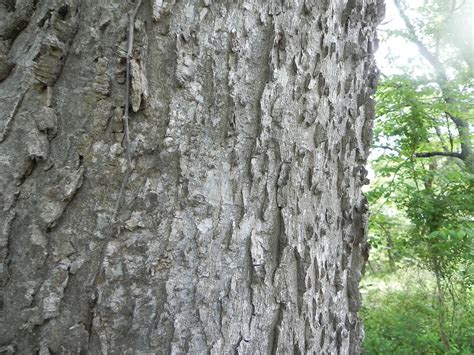 Tree Walk Common Hackberry Leopolds Preserve