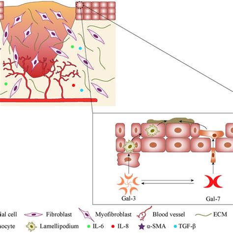 Shows The Stages Of Re Epithelialisation During Wound Healing