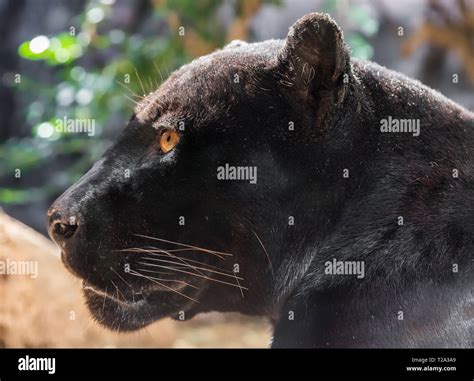 Images Black Jaguar At Kimberly Clifton Blog