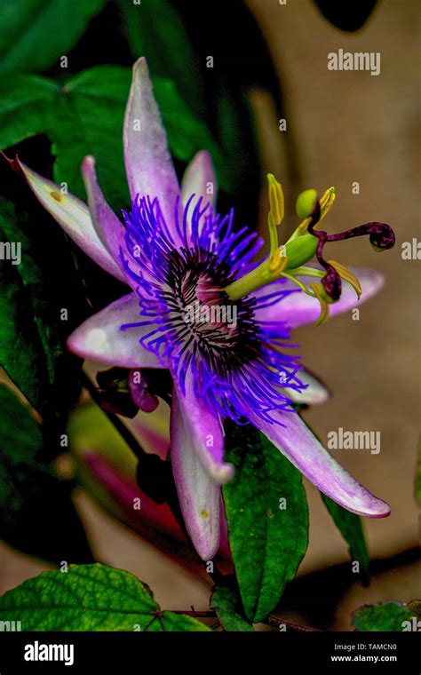 Passiflora Known Also As The Passion Flowers Or Passion Vines Is A Genus Of About 550 Species