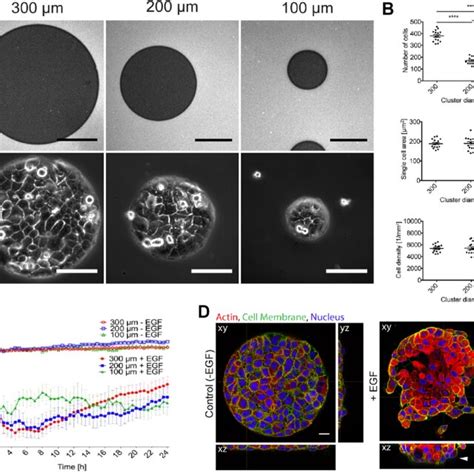 Egf Induces Collective Contractility Of Epithelial Cell Clusters A