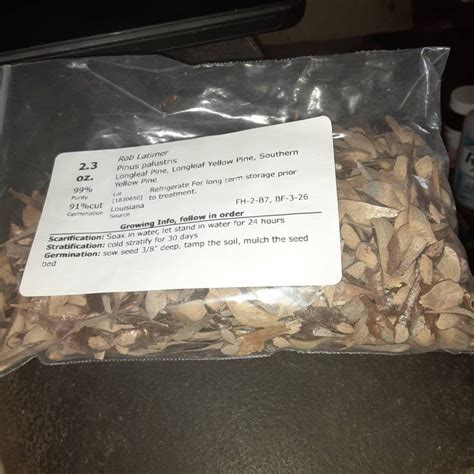 Longleaf Pine Tree Seeds Pinus Palustris Fresh Seeds