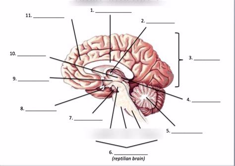 Brain Structure Pt 2 Diagram Quizlet