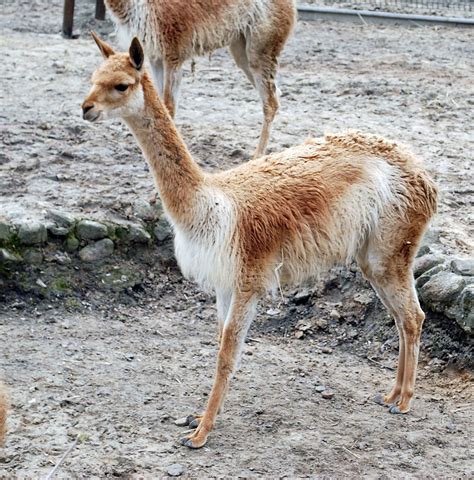 Vicuña La Bellota