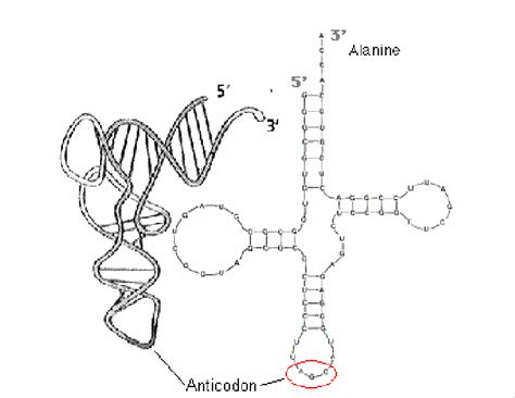 Trna Molecule A Real Shape B Plane Drawing Showing The Loops And Download Scientific