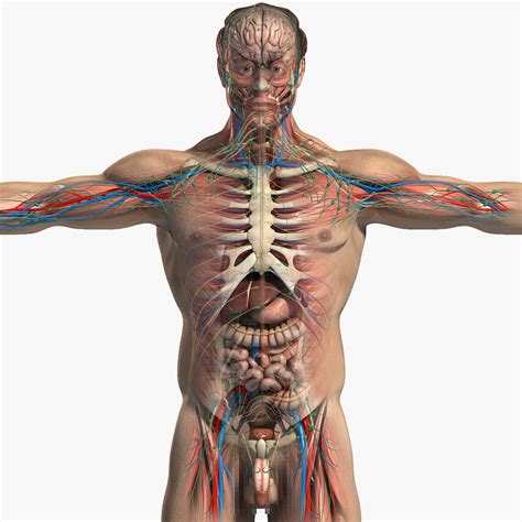 Complete Male Anatomy 3d Model