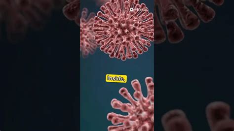 Hepatitis C Replication Neet2024 Healthevents Science Biochemistryacademia