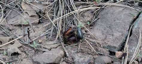 What Are These Big Beetles In Flagstaff Az R Whatisthisbug