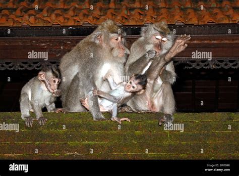 Two Female Long Tailed Macaques Or Crab Eating Macaque Macaca