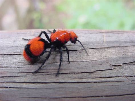 Cow Killer Ants Are Their Sting Poisonous How To Kill And Male Cow