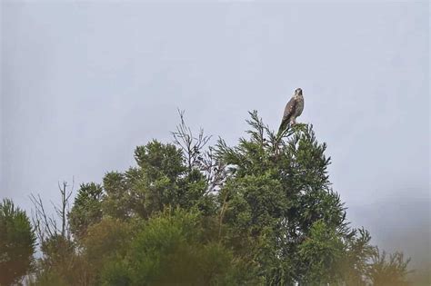 Chinese Goshawk Migration Part 1 Focusing On Wildlife