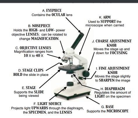 Compound Light Mircoscope Parts Functions Diagram Quizlet