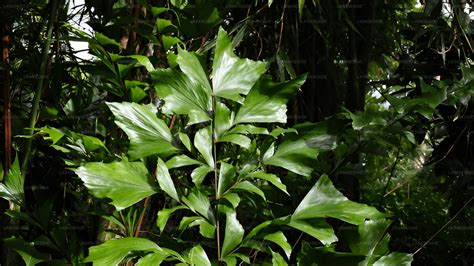 Caryota Urens Kitul Palm Lakpura®