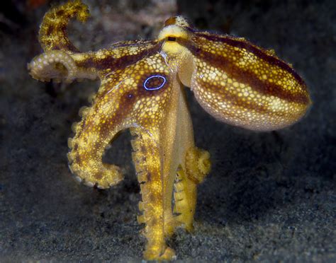A Few Facts Facts About Cuttlefish