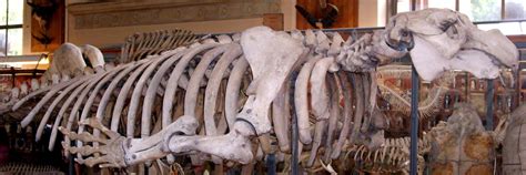 Shukernature Sealing The Identity Of An Alleged Stellers Sea Cow Skin