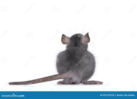 Cute Detailed Portrait Of A Young White Rat Standing Side Ways