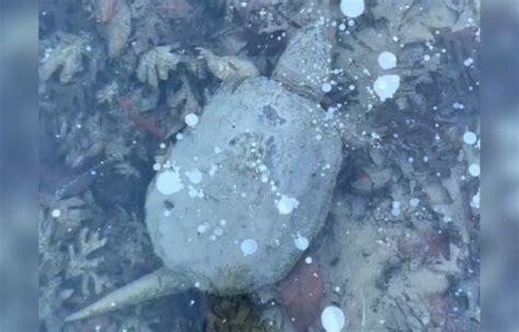 Hiker Sees Hibernating Snapping Turtle Frozen Solid In Pond Inspiremore