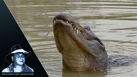 American Alligator Mating Season 01 Footage Youtube